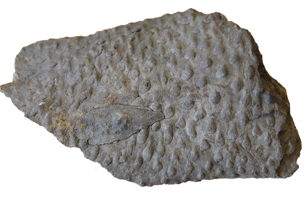 Treasures in the Rock – Wonderful West Virginia Magazine