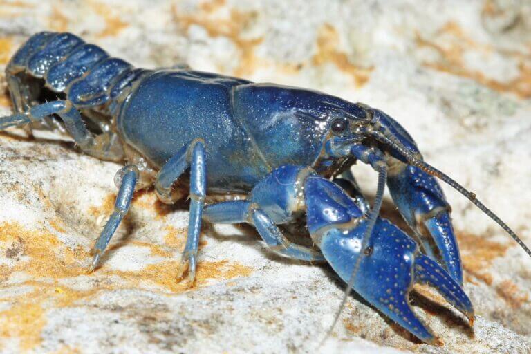 Blue, but Not the Bayou – Wonderful West Virginia Magazine