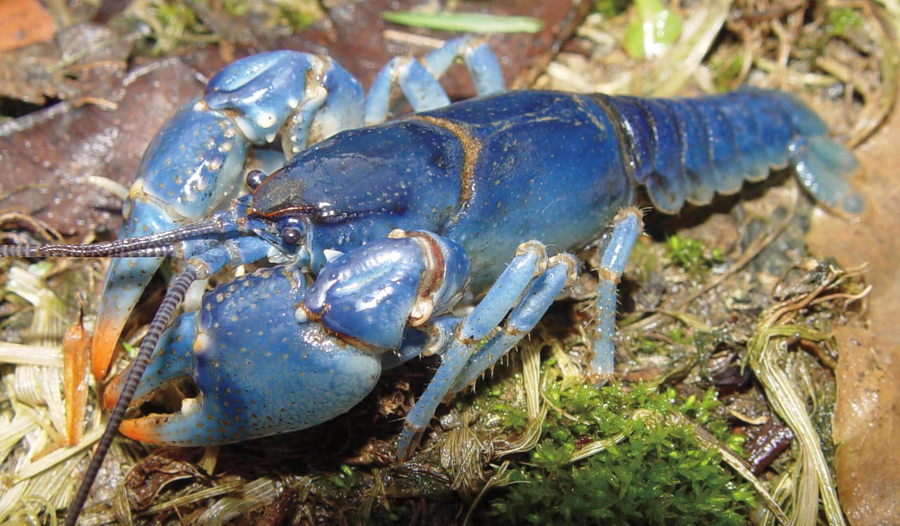 Blue, but Not the Bayou – Wonderful West Virginia Magazine