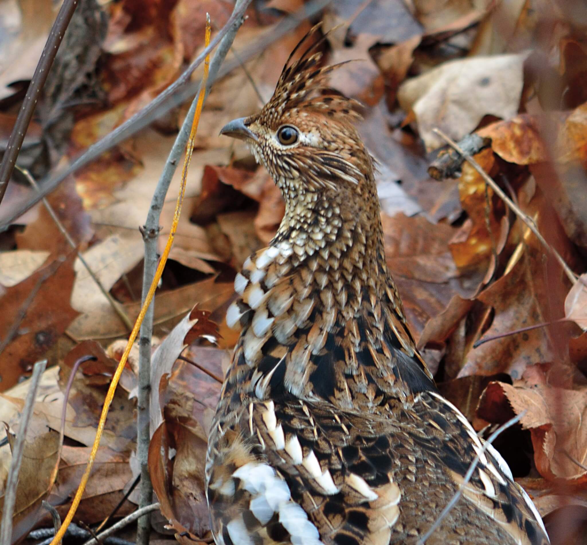 A Ruffed Way to Go – Wonderful West Virginia Magazine
