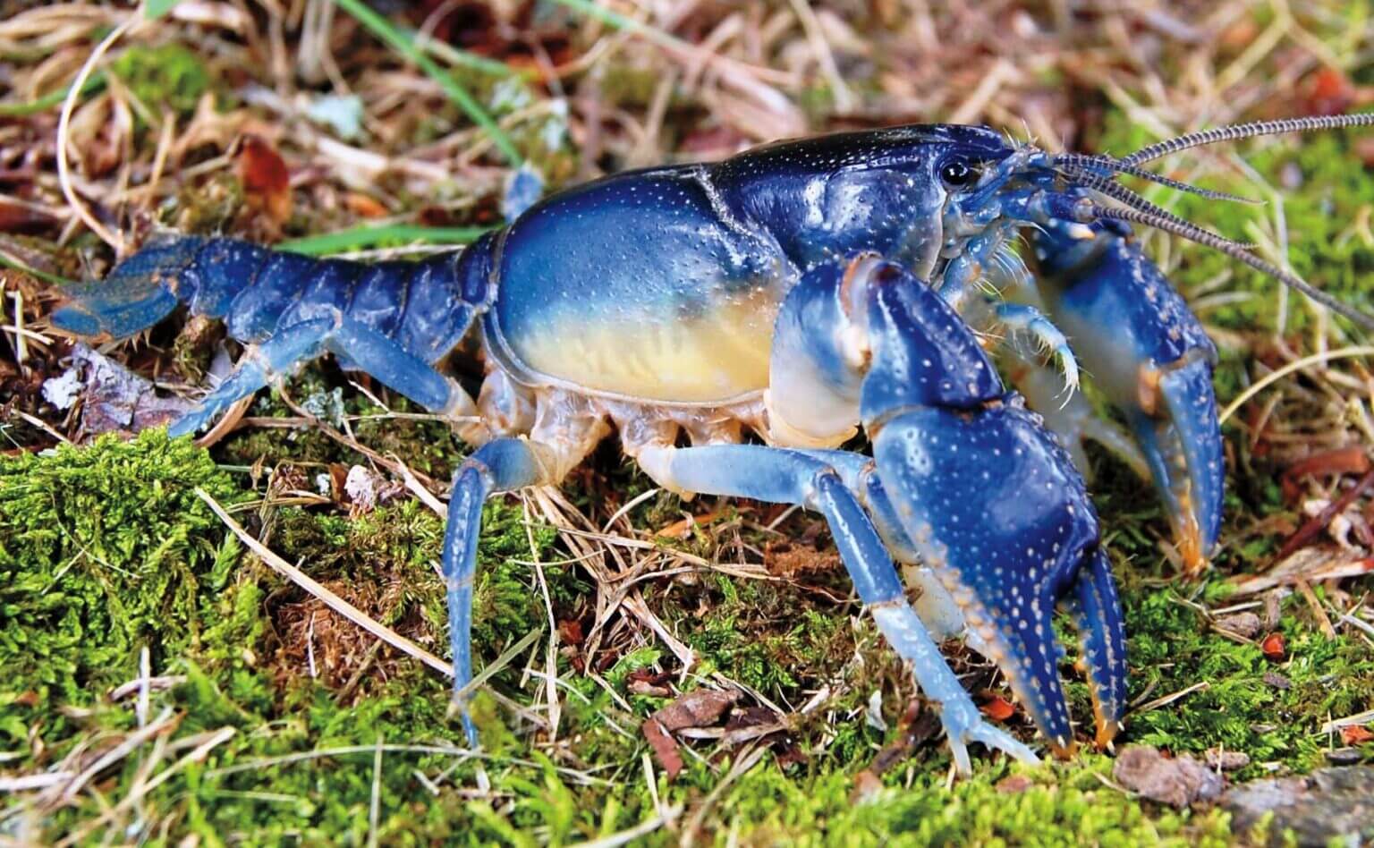 Blue, but Not the Bayou – Wonderful West Virginia Magazine