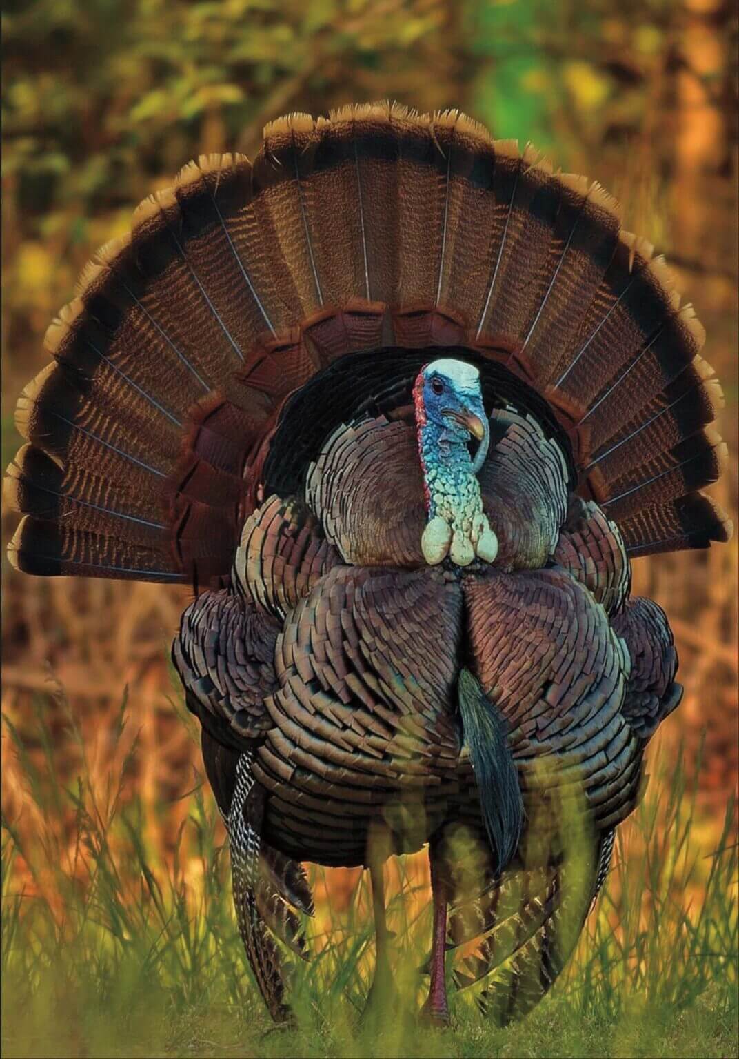Please Don’t Feed – Wonderful West Virginia Magazine