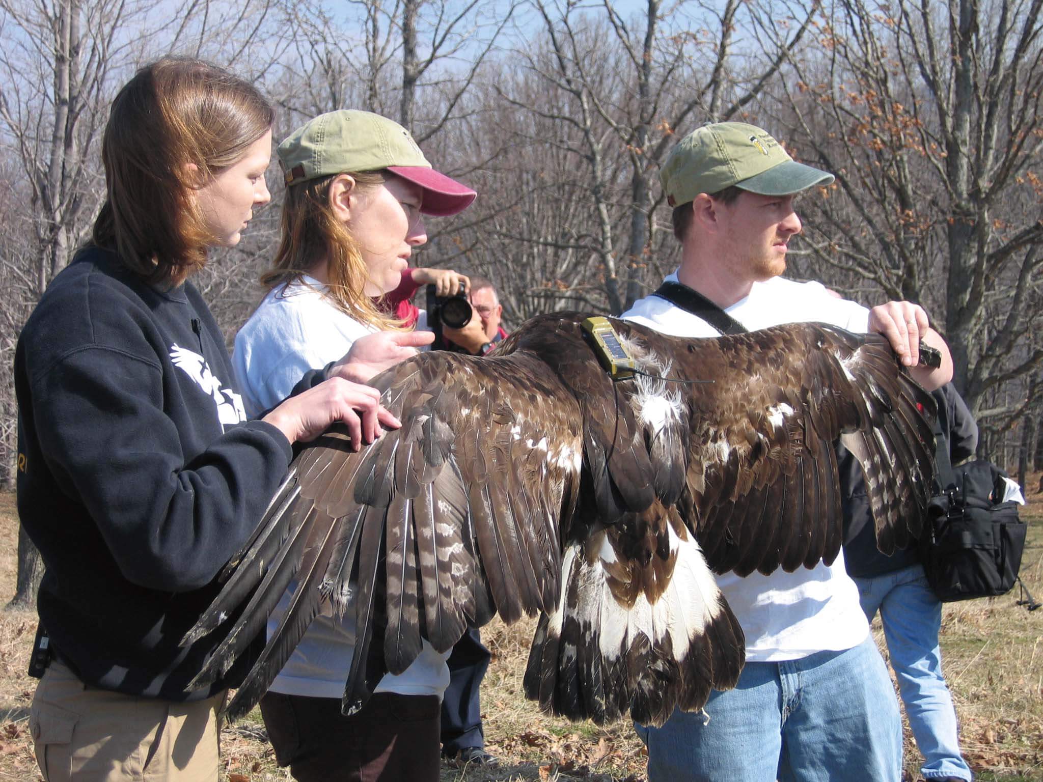 The Carnivores of the Sky – Wonderful West Virginia Magazine