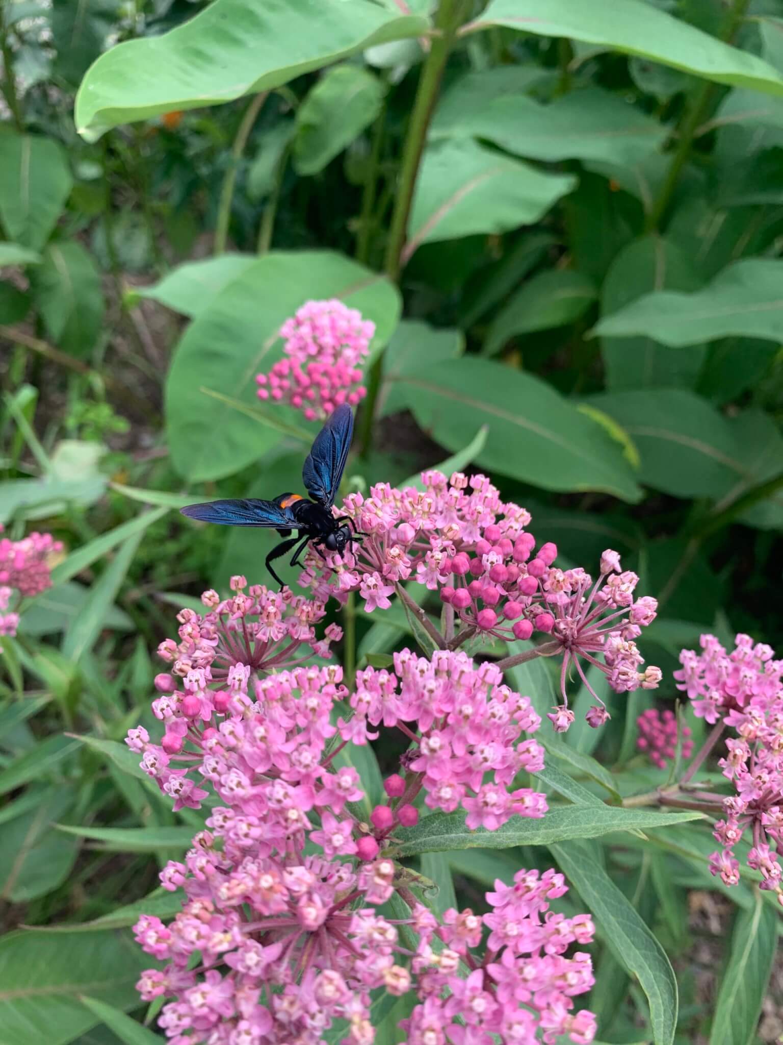 The Value of Bees – Wonderful West Virginia Magazine