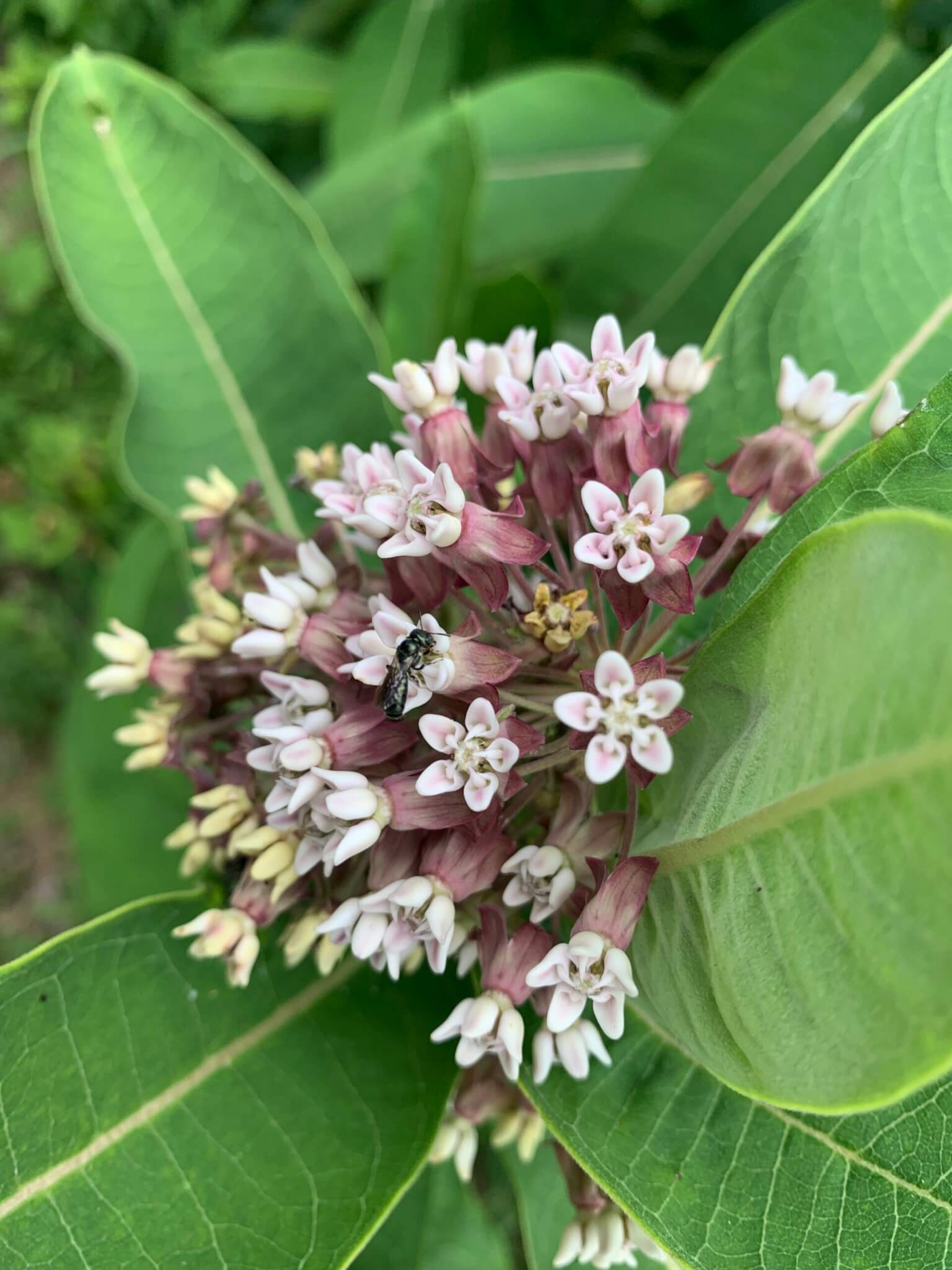 The Value of Bees – Wonderful West Virginia Magazine