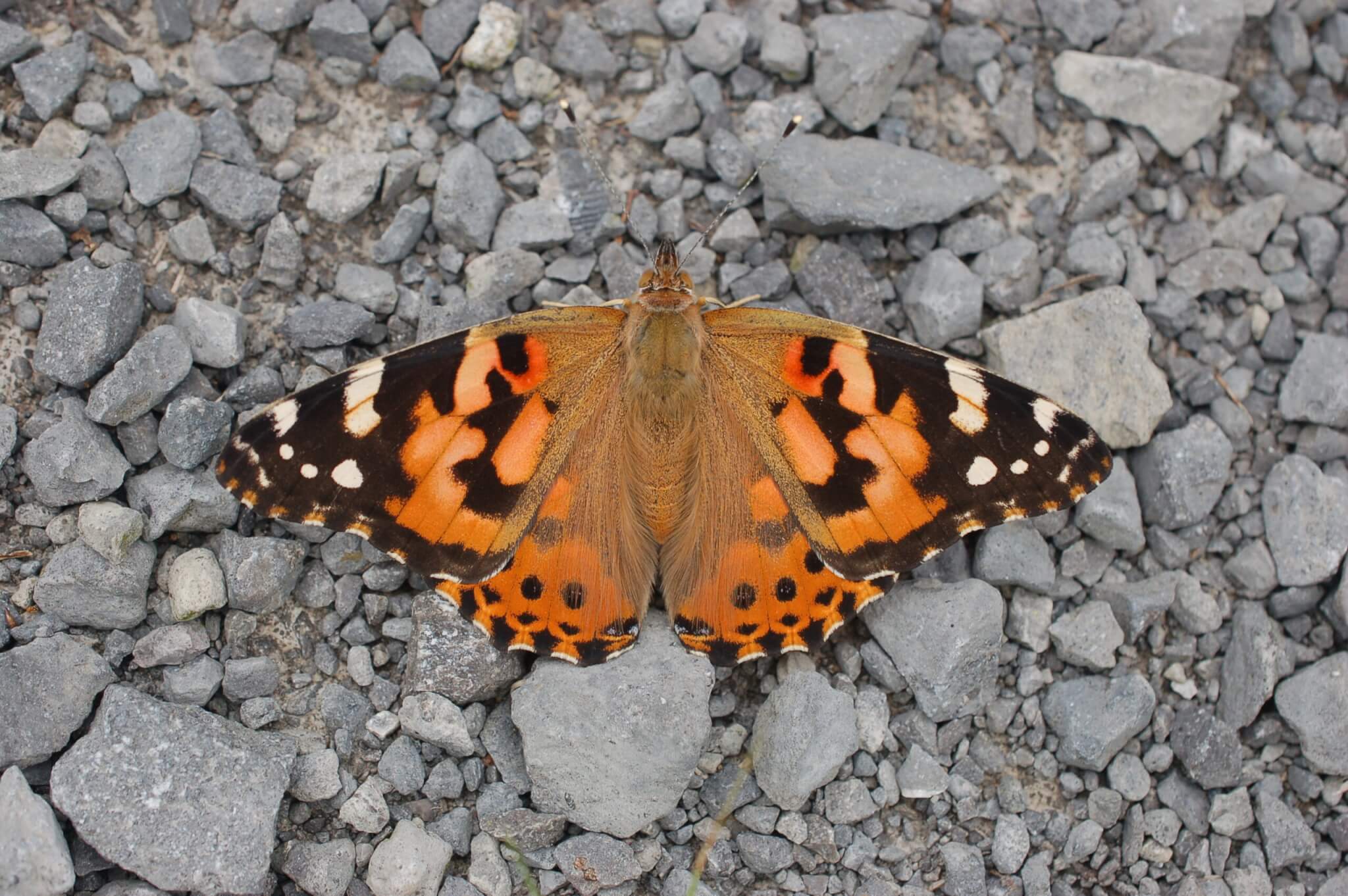 Where the Butterflies Are – Wonderful West Virginia Magazine