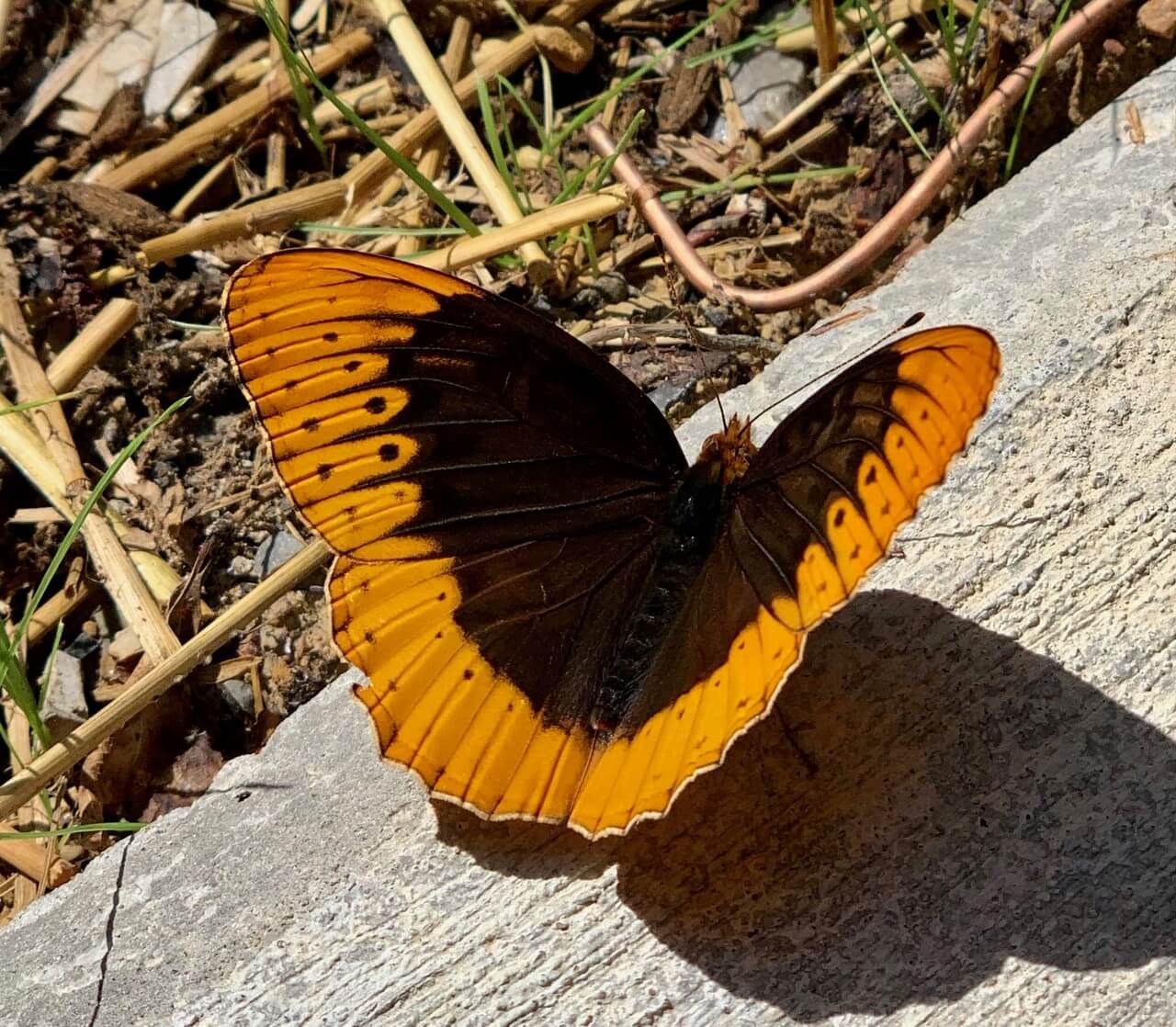 Where the Butterflies Are – Wonderful West Virginia Magazine