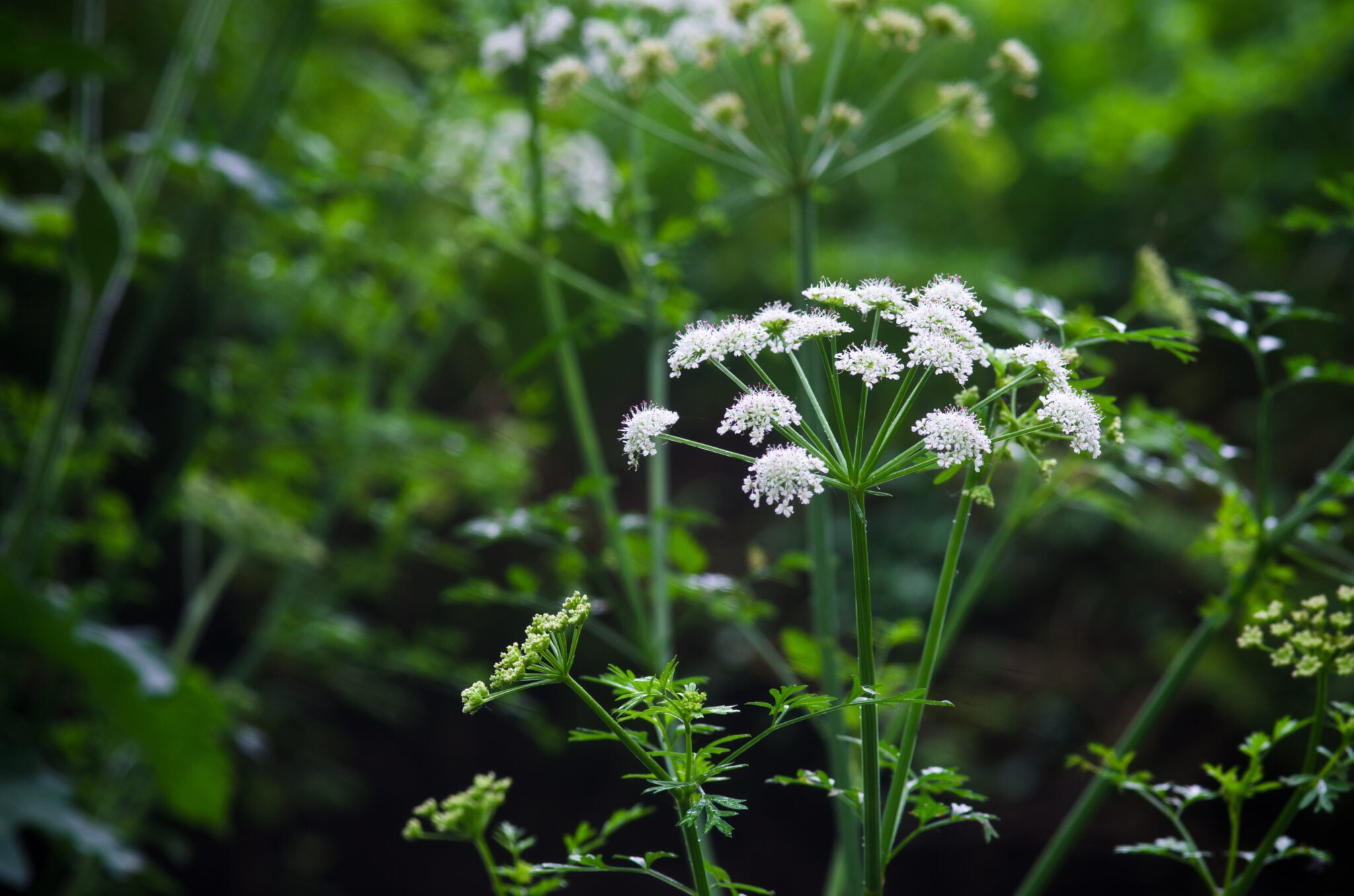 Poisonous Pastures – Wonderful West Virginia Magazine