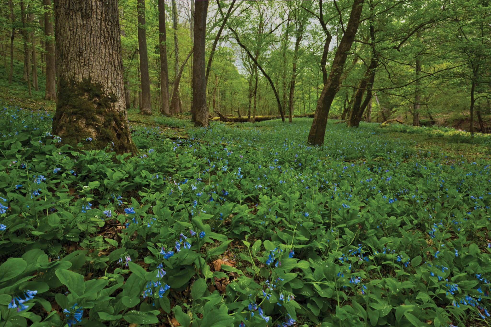 West Virginia’s Old Growth Forests – Wonderful West Virginia Magazine
