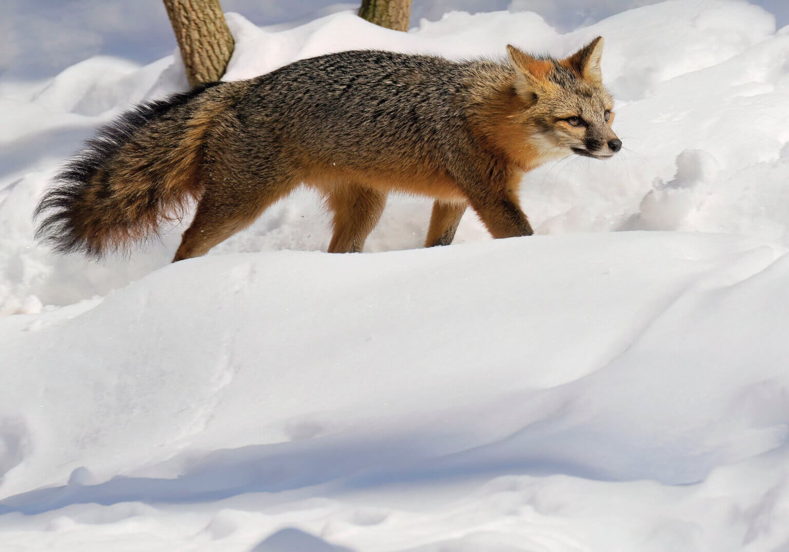 A Tail of Two Foxes – Wonderful West Virginia Magazine