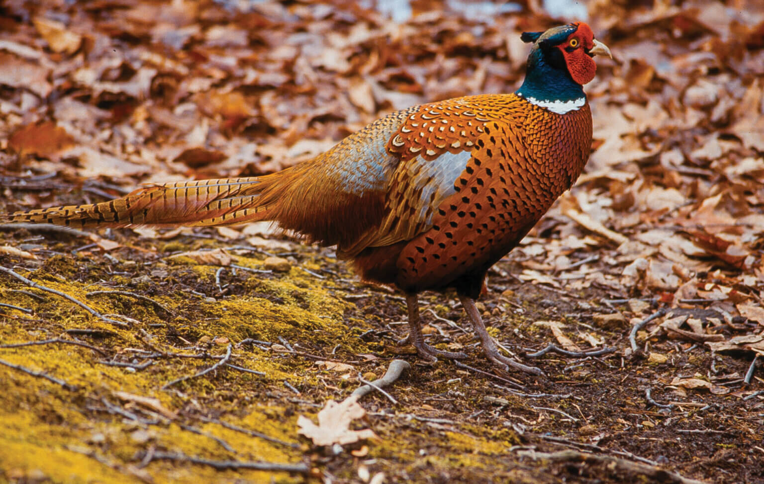 Phinding Pheasants – Wonderful West Virginia Magazine