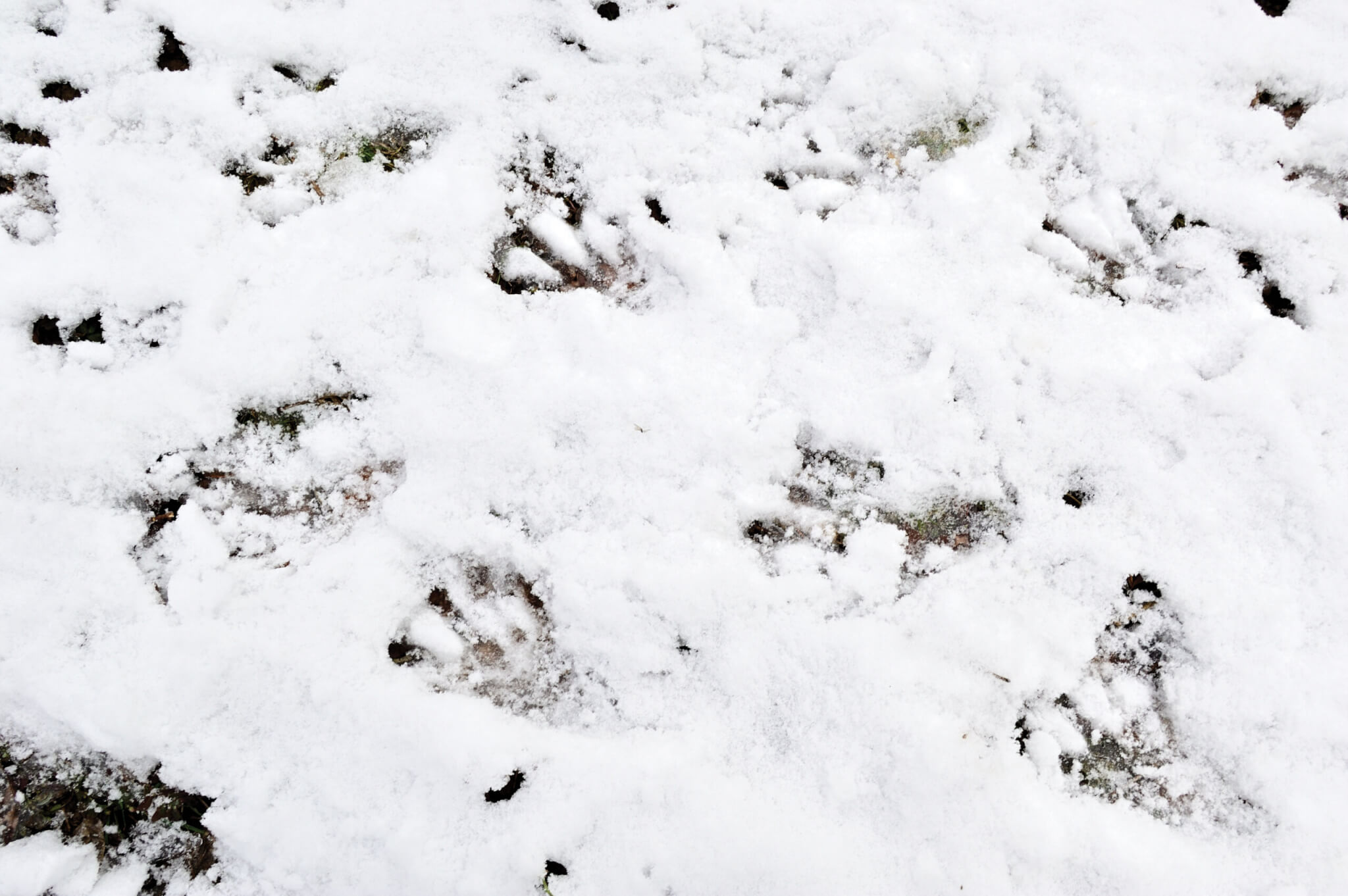Where the Wild Tracks Are – Wonderful West Virginia Magazine