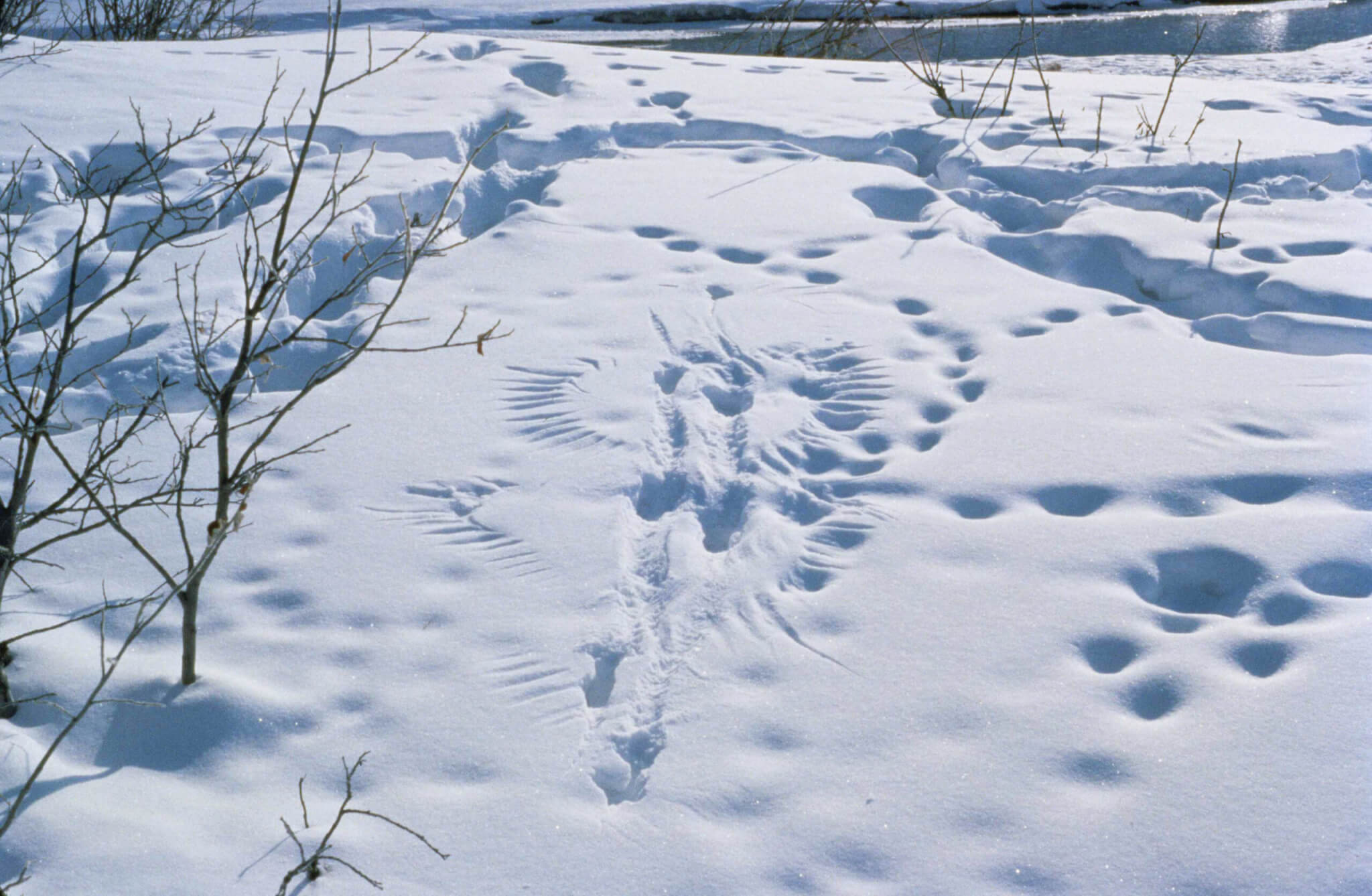 Where the Wild Tracks Are – Wonderful West Virginia Magazine