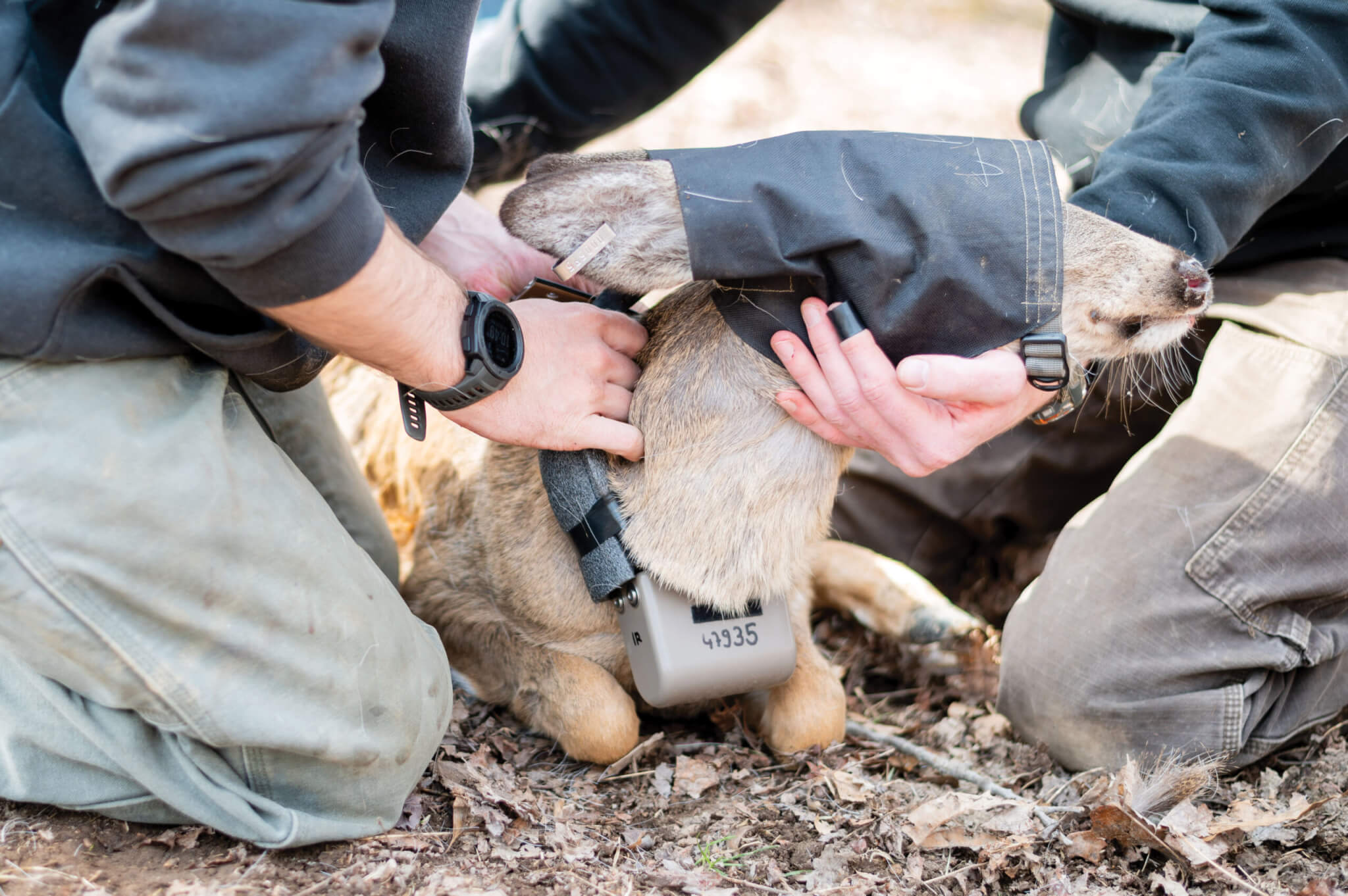 The Deer Project – Wonderful West Virginia Magazine