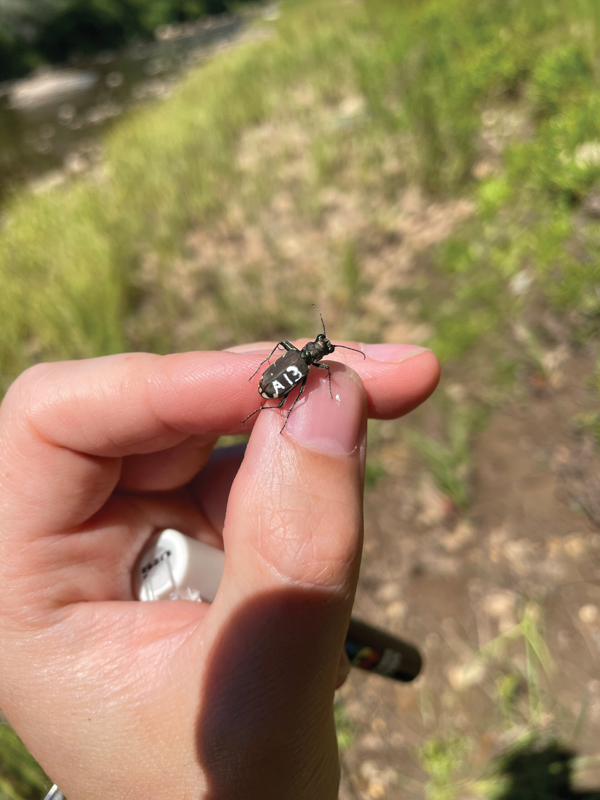The Beetles Beneath Our Feet – Wonderful West Virginia Magazine