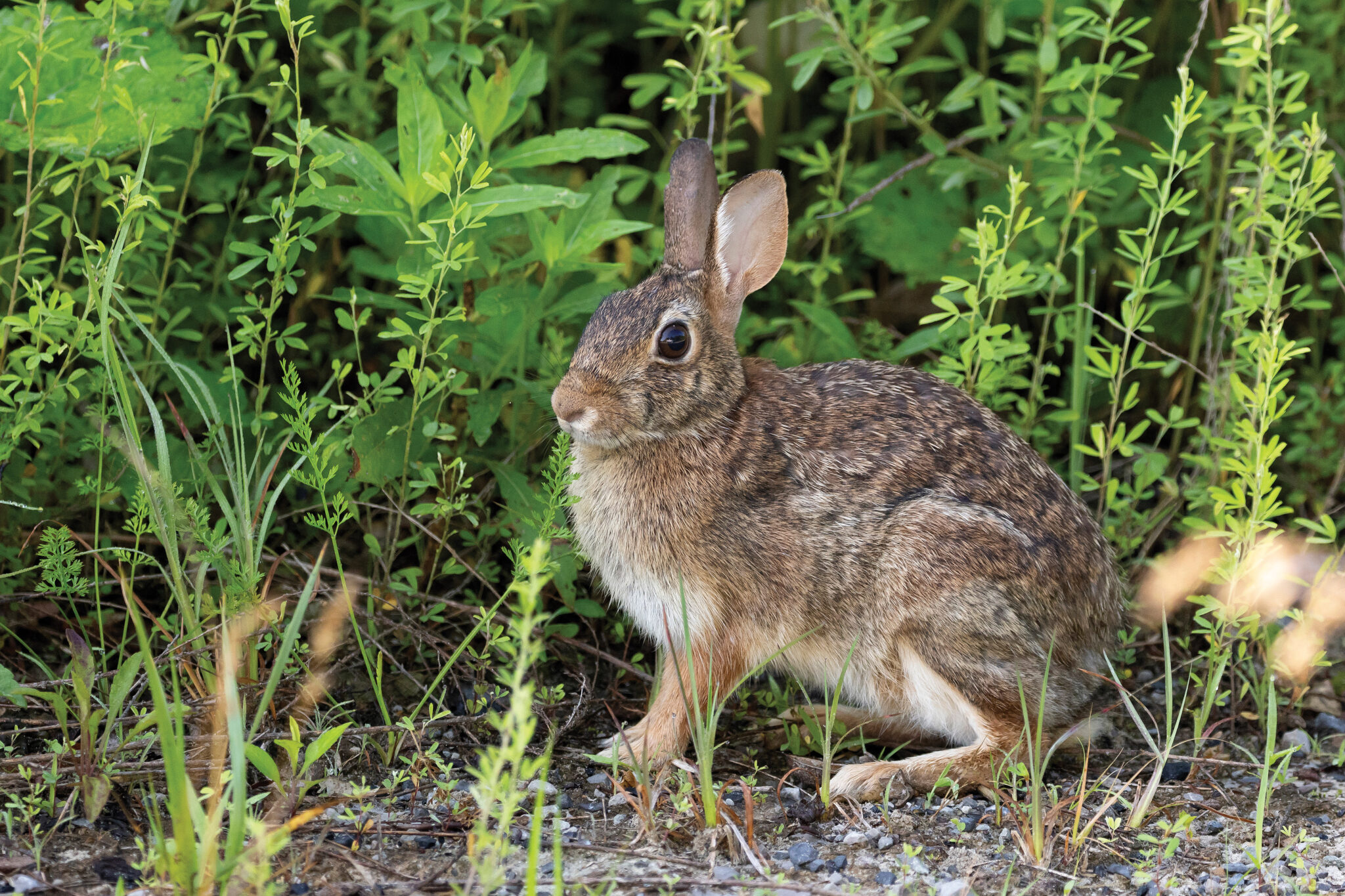 Snowshoe Secrets and Cottontail Tales – Wonderful West Virginia Magazine